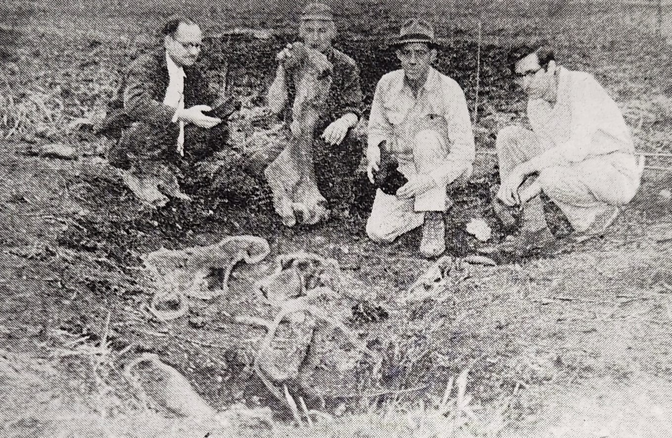 We Remember Fall, 1954: The Discovery of the Ruskovic Mastodon ...